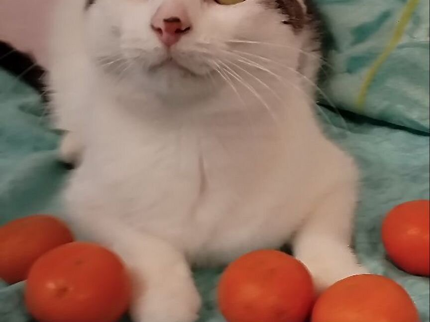 Кошка в яблоках