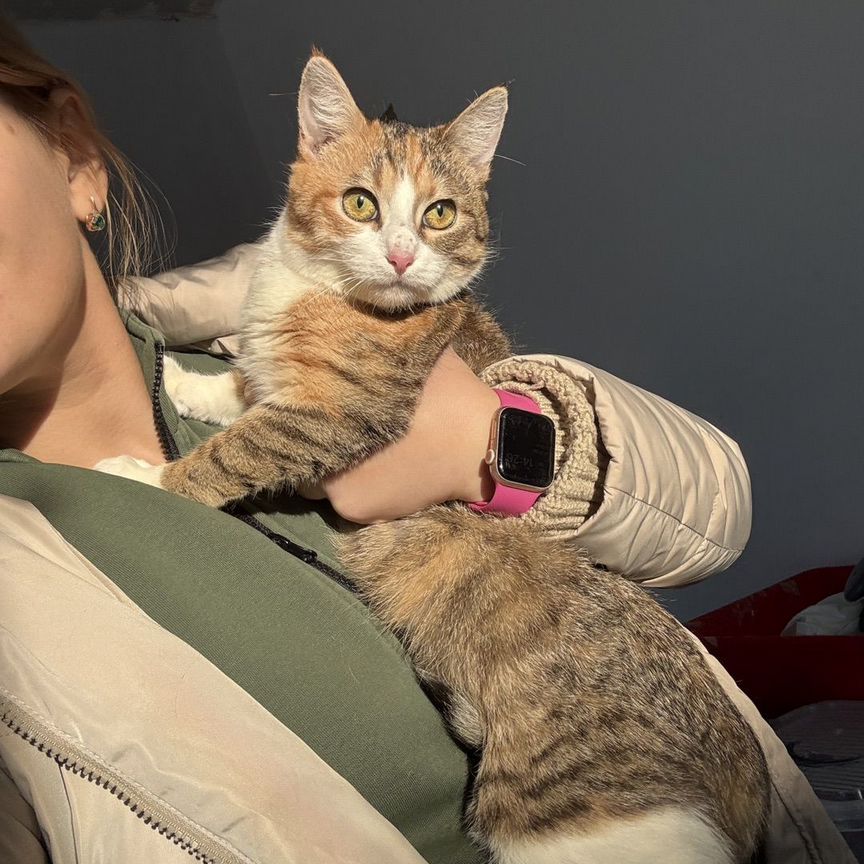 Трехцветные кошки ищут дом