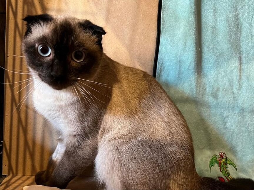 Кот Оникс в самые добрые руки