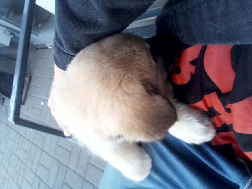 Отдам в добрые руки восточная овчарка