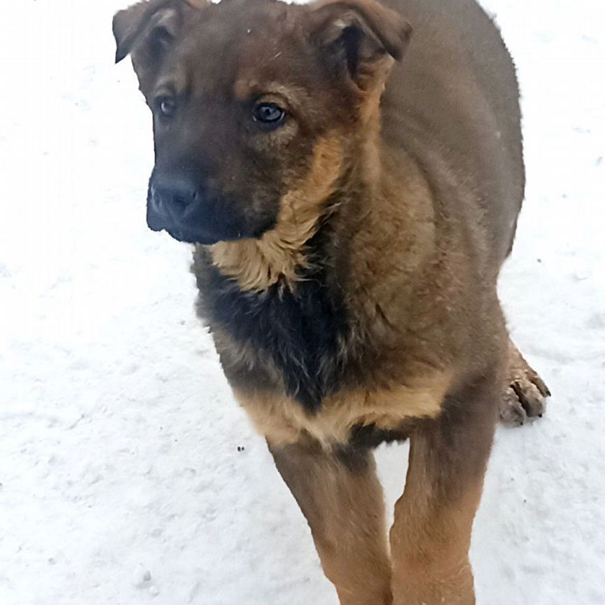 Щенок мальчишка