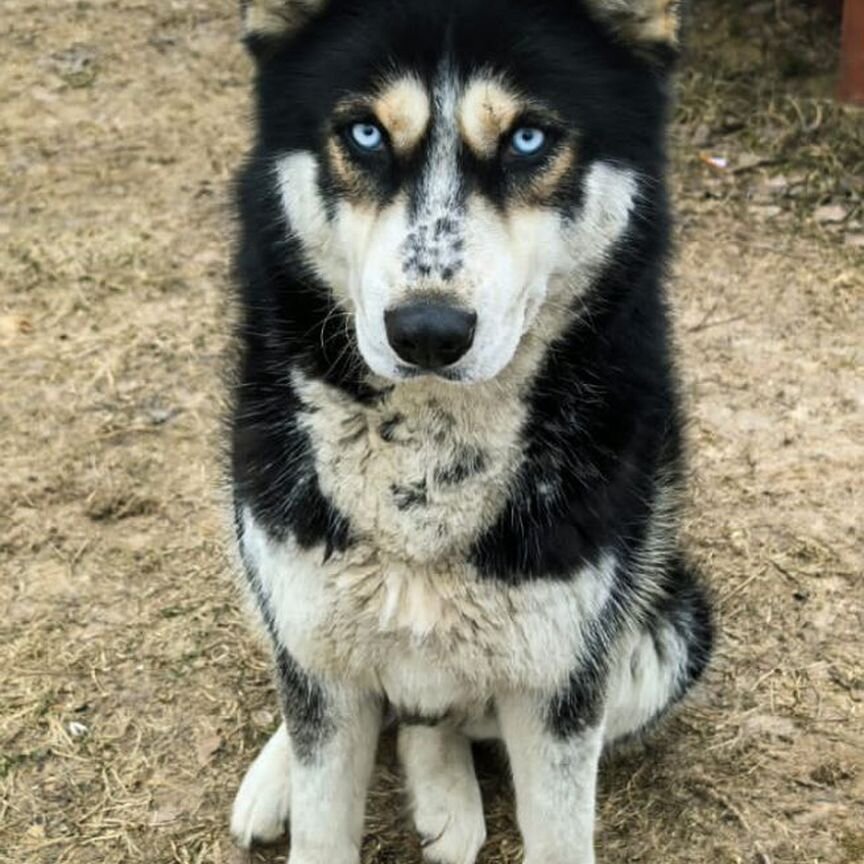 Сибирский хаски