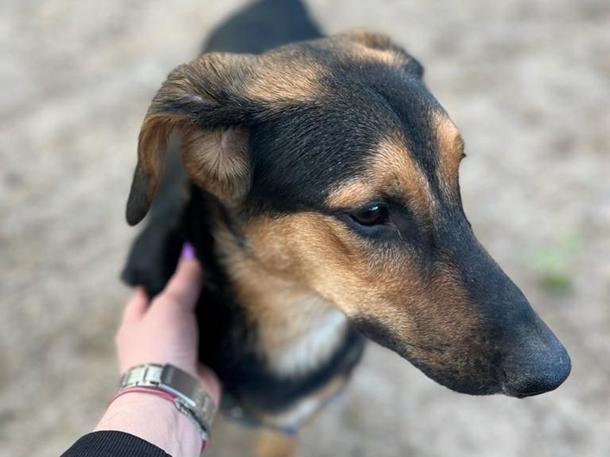 Отдам даром бесплатно в дар