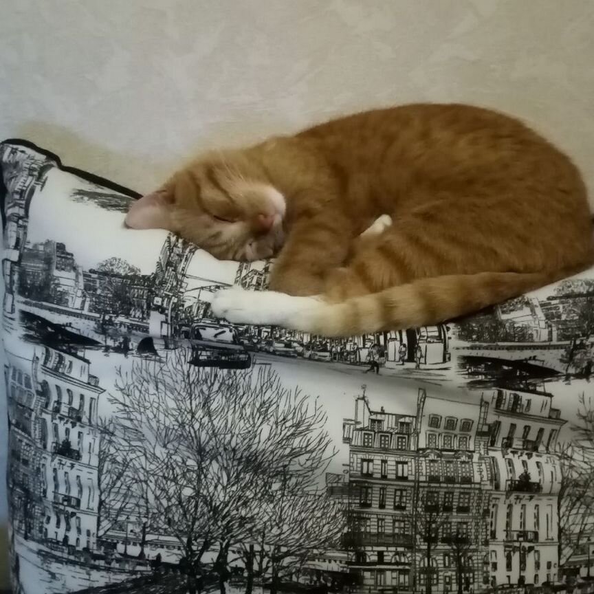 Взрослый кот в добрые руки