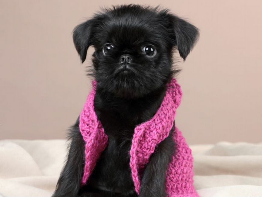 Шикарные Щенки Бельгийского Гриффона