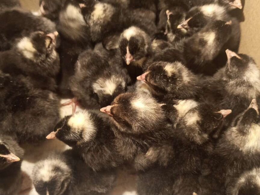 Цыплята Гриз Бар