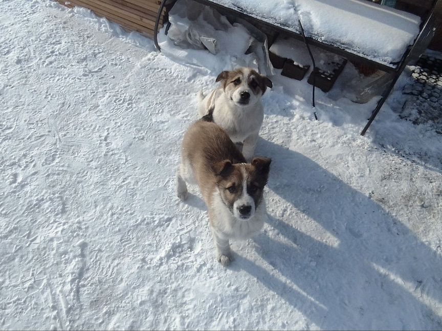 Щенки дворняги