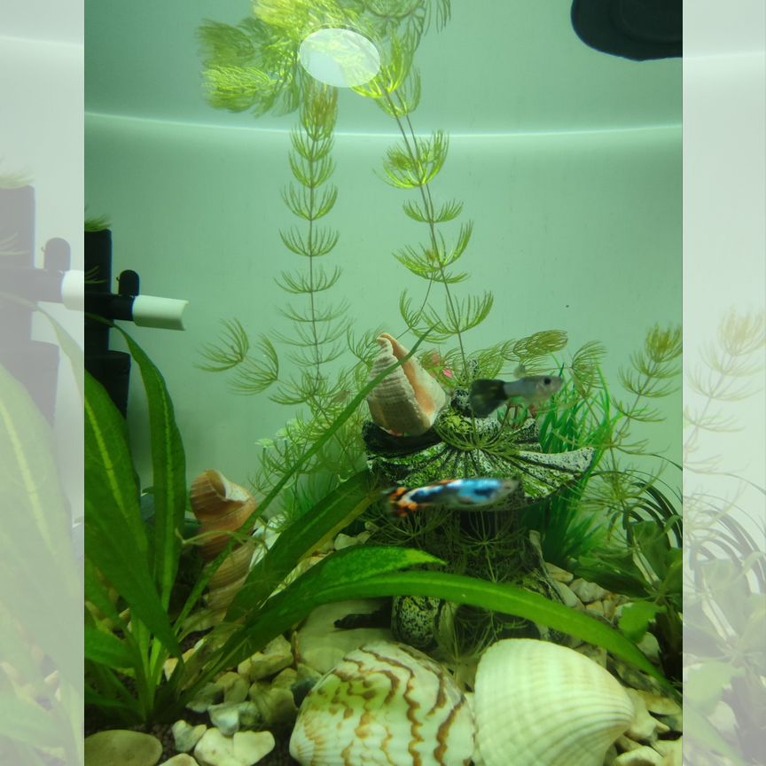 Самцы Гуппи 2шт в наличии