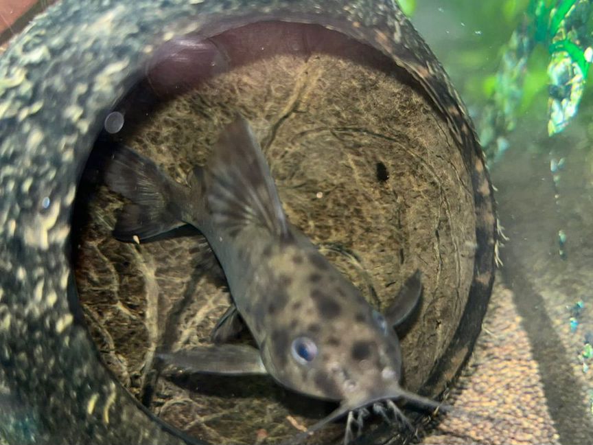 Сомик Кукушка