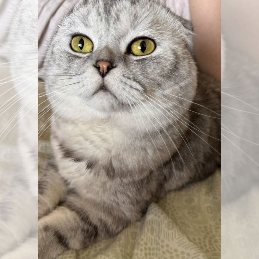 Шотландский вислоухий длинношёрстный кот, взрослый