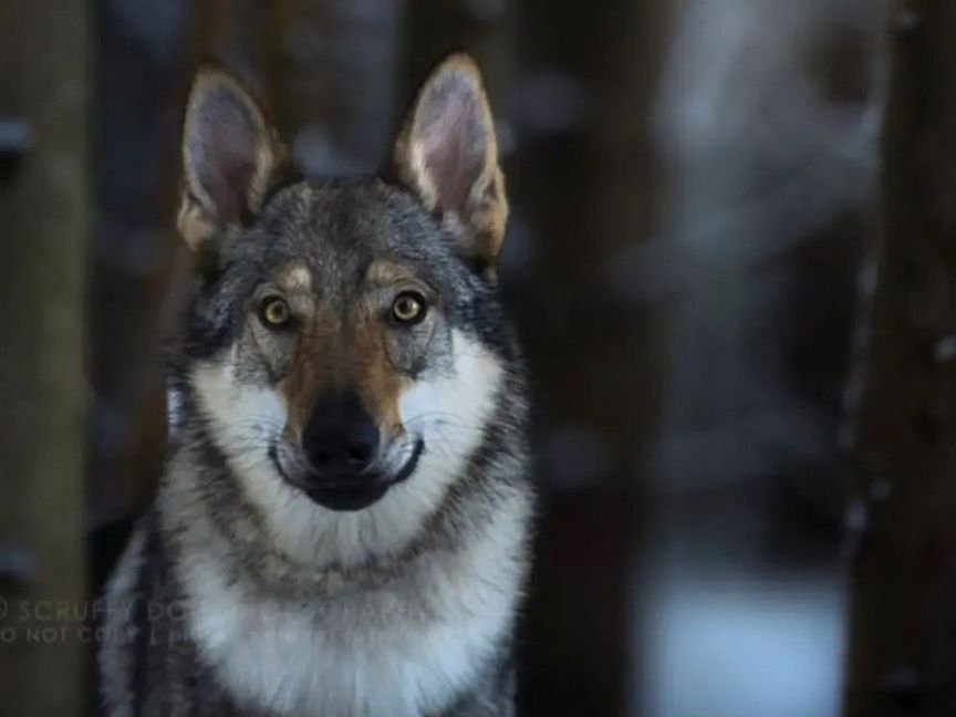Чехословацкий влчак, щенки (волчак)