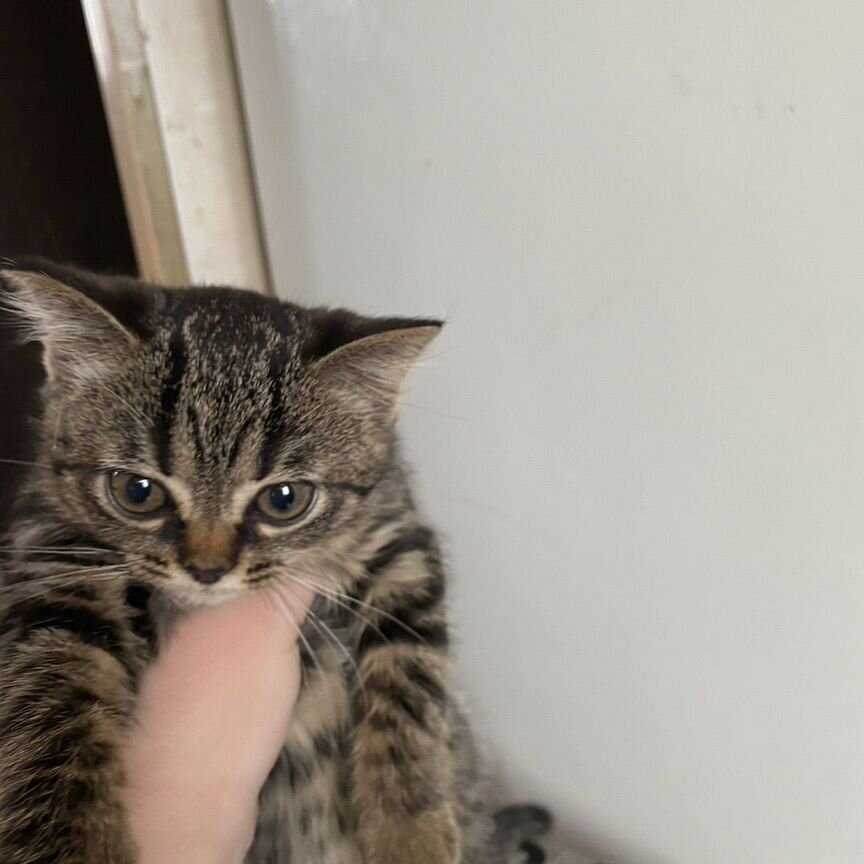 Отдам в добрые руки котят