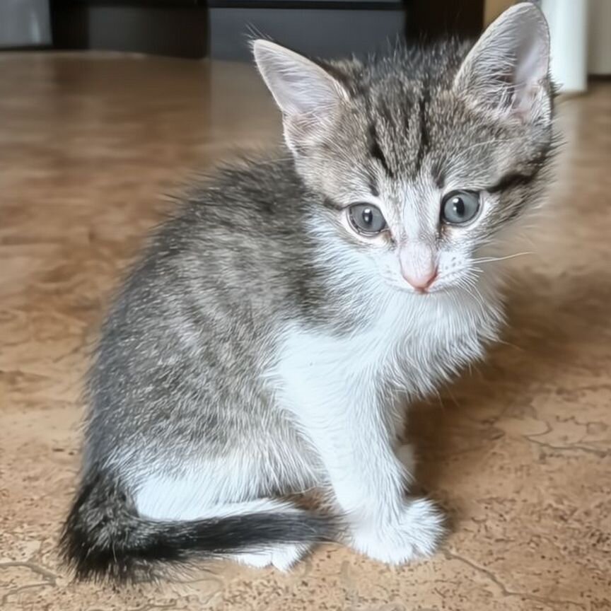 Котёнок в добрые руки