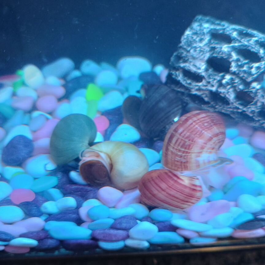 Цвeтныe Ампуляpии (5 цветов) - Микс