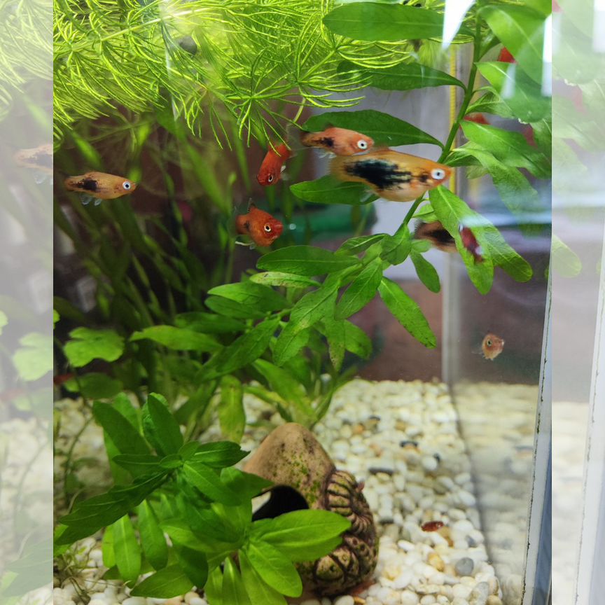 Аквариумные рыбки пецилии