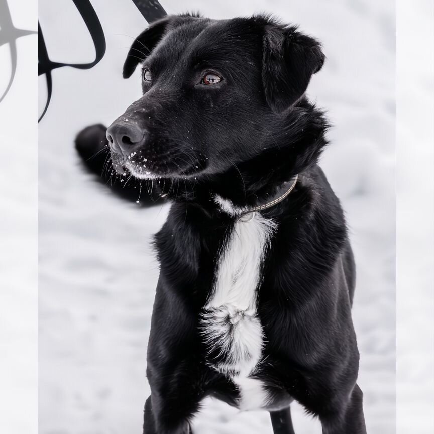 Взрослый пёс в добрые руки