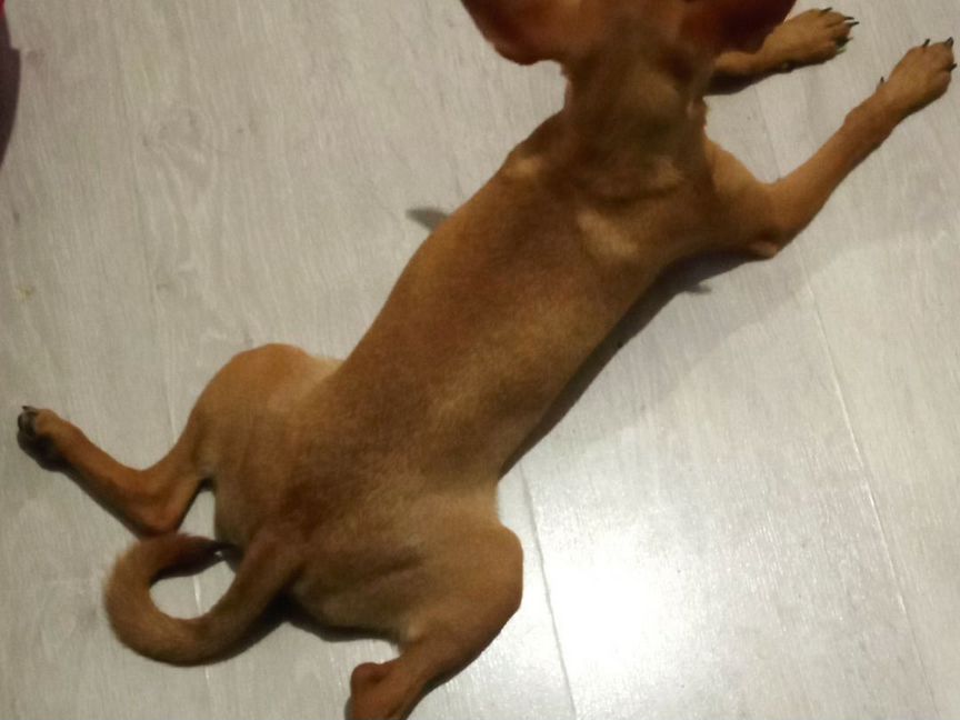 Симба