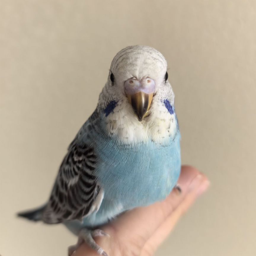 Волнистый попугай ручной