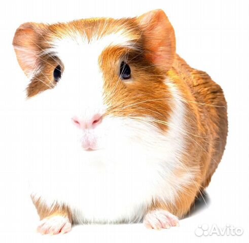 Морская свинка Гладкошерстная