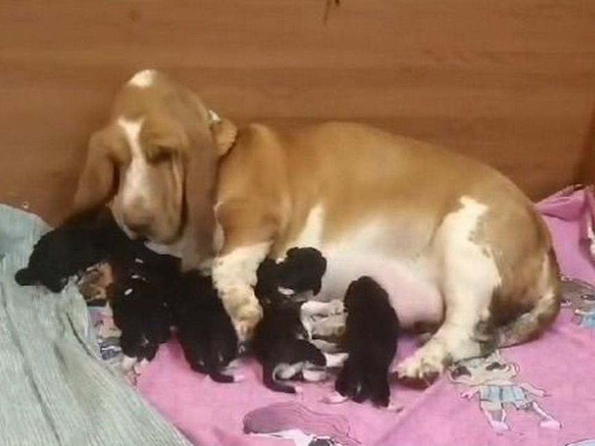 Щенки бассет хаунд