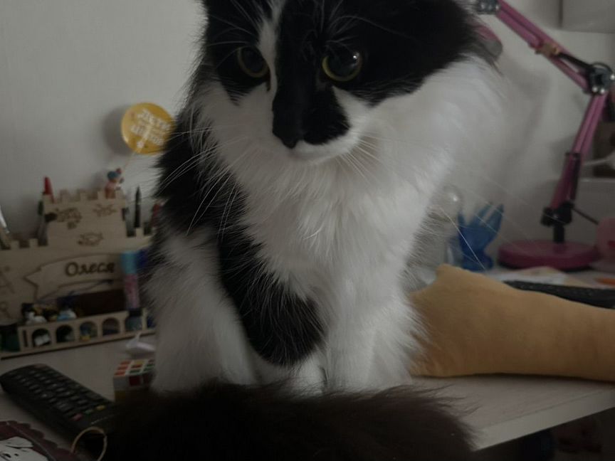 Кошка в дар