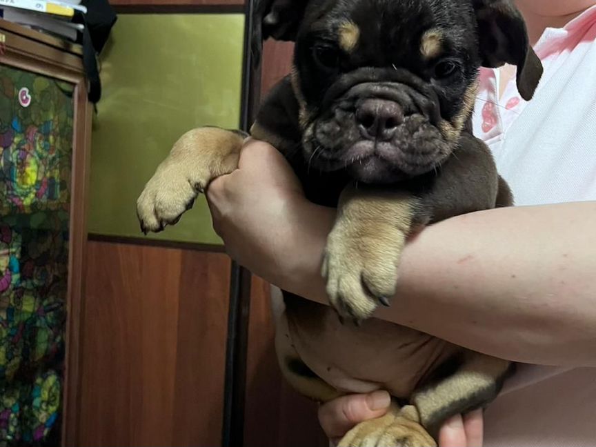 Девочки англмйского бульдога