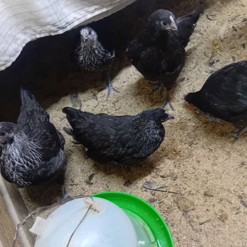 Курочки молодки