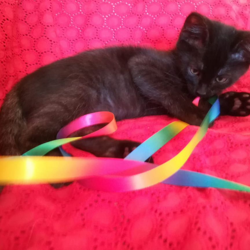 Котенок Мальчик