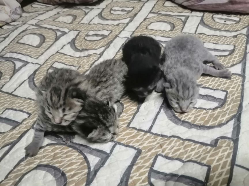 Котята бронь