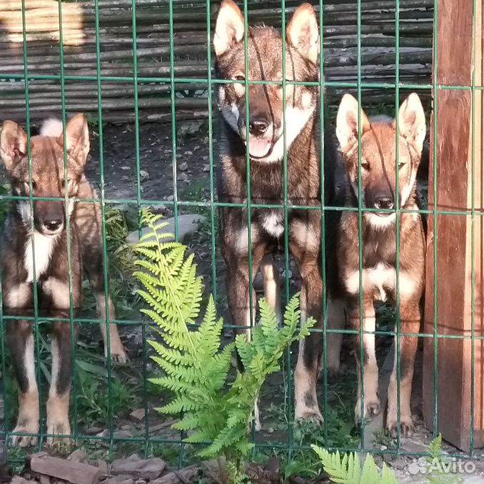 Щенок сикоку шикоку ину