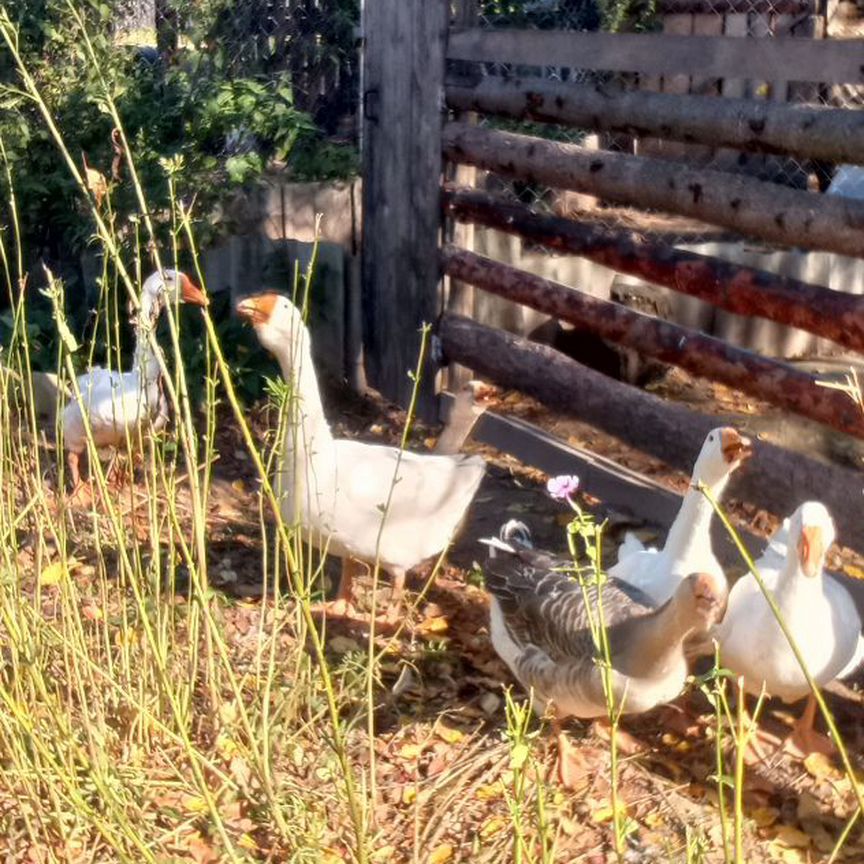 Гусак белый