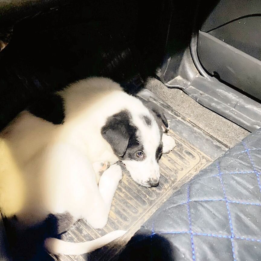 Бесплатно Отдадим Собаку