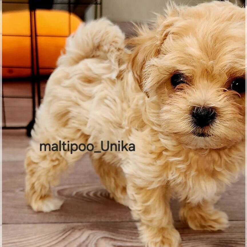 Щенки мальтипу f1 мини