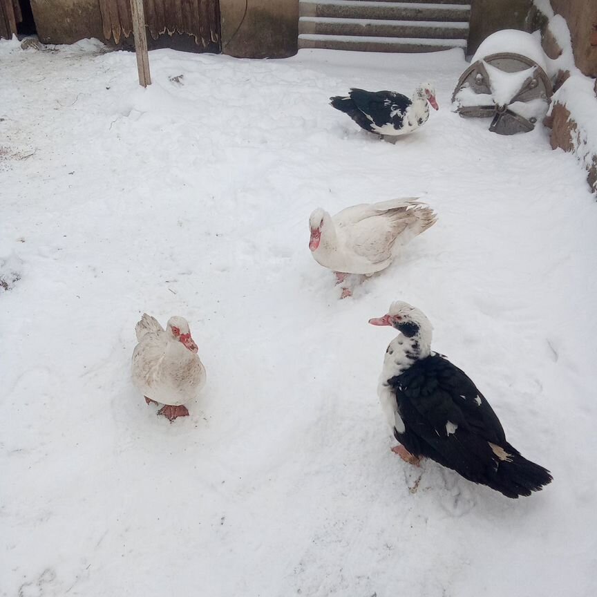 Мускусные утки