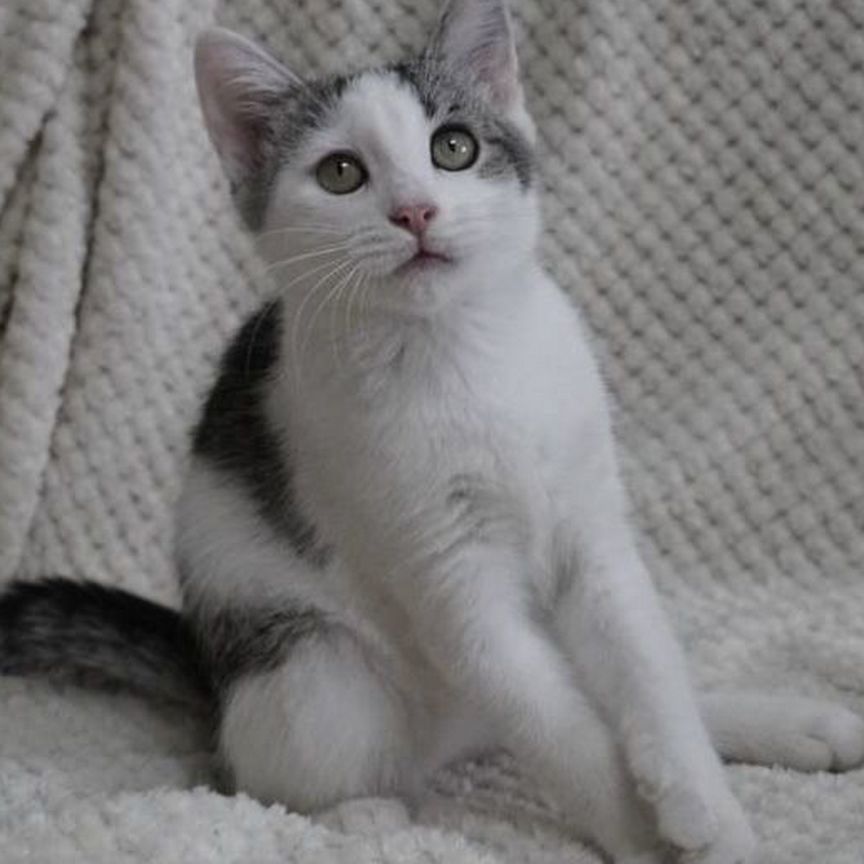 Котёнок - девочка Люся