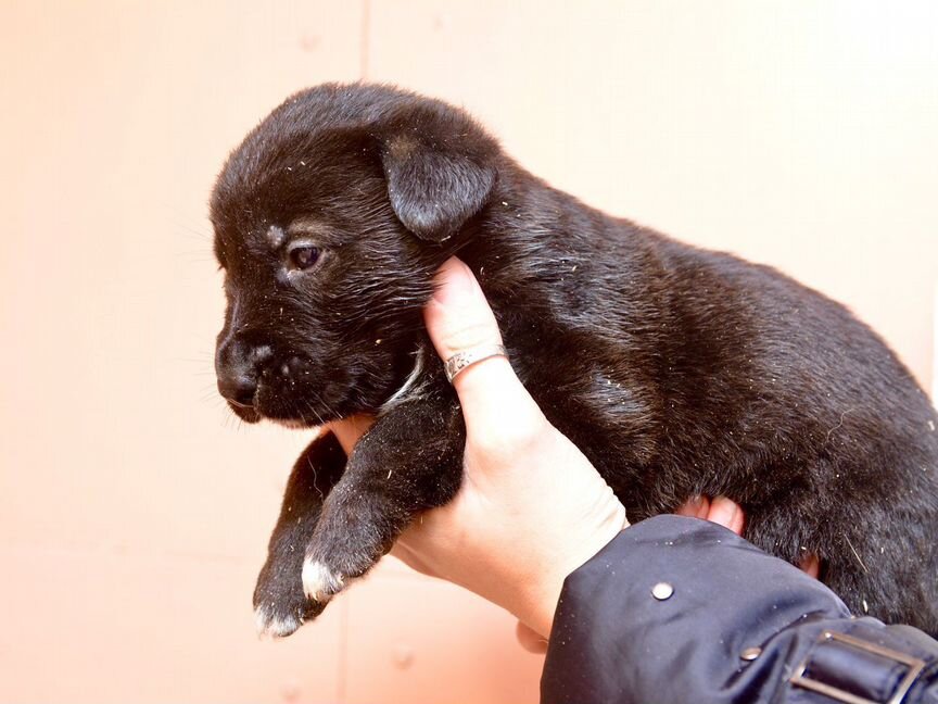 Щеночки 1 месяц в добрые руки