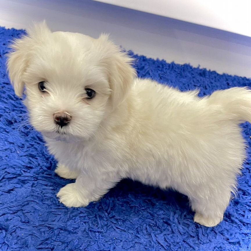 Бишон фризе, щенок