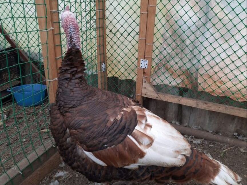Индюки породы Красный бурбон