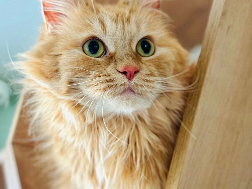 Кошка стерилизованная в добрые руки