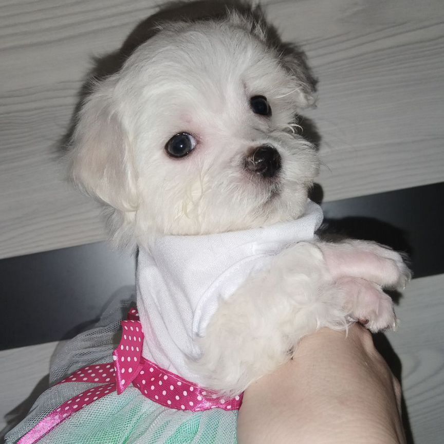 Мальтийская болонка, щенок