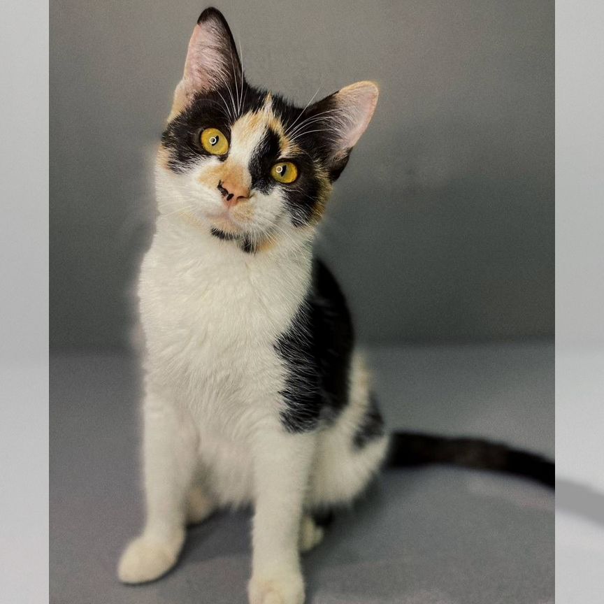 Кошечка Фиалка в добрые руки