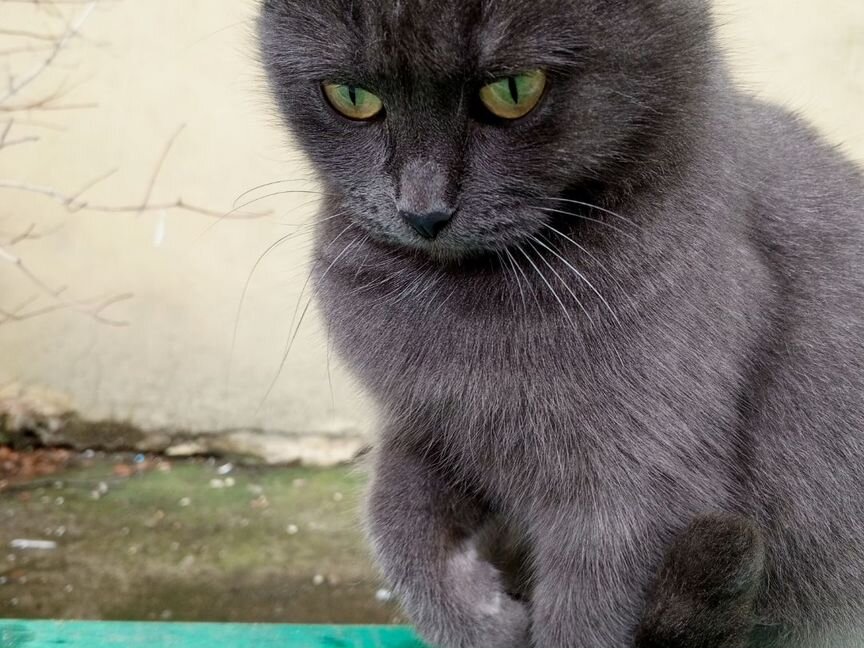 Русская голубая