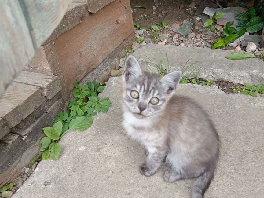 Котята от британской кошки