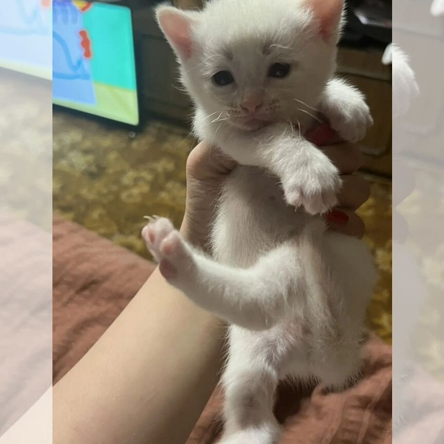Сиамский котёнок