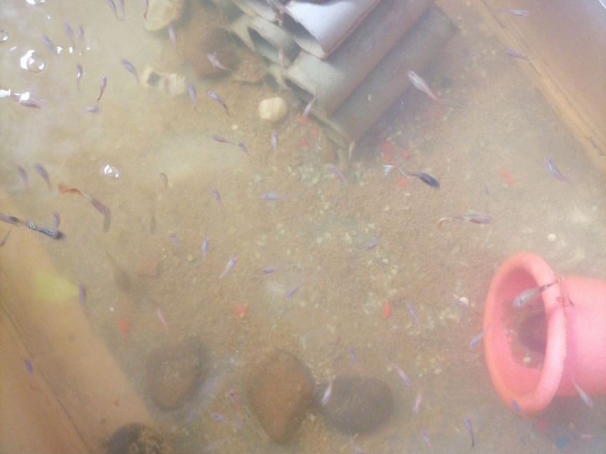 Аквариумные рыбки гуппи