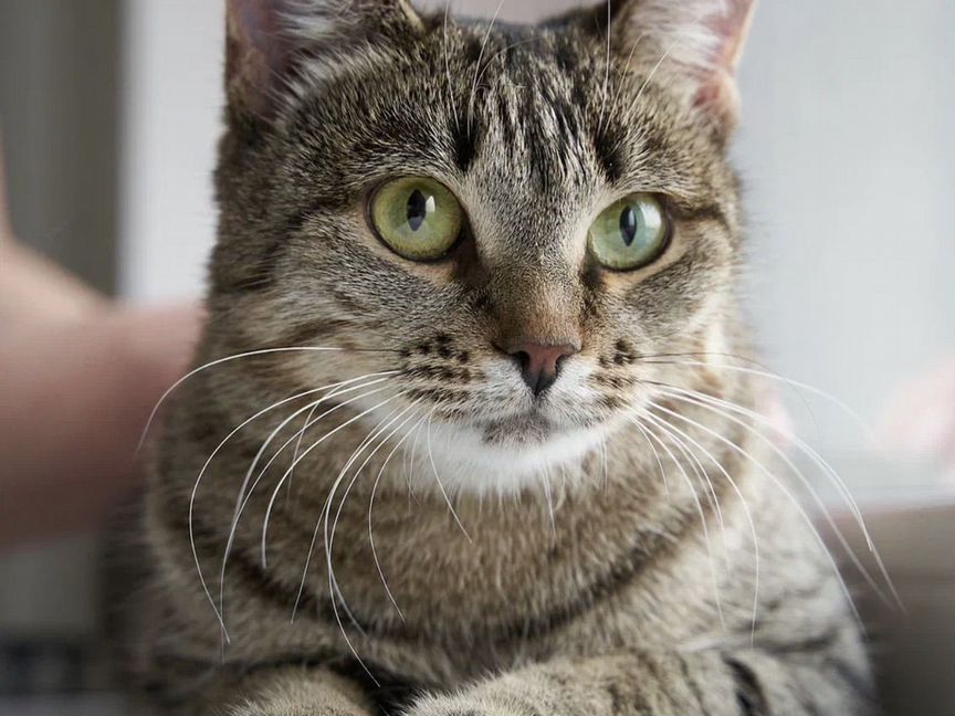 Ася в добрые руки