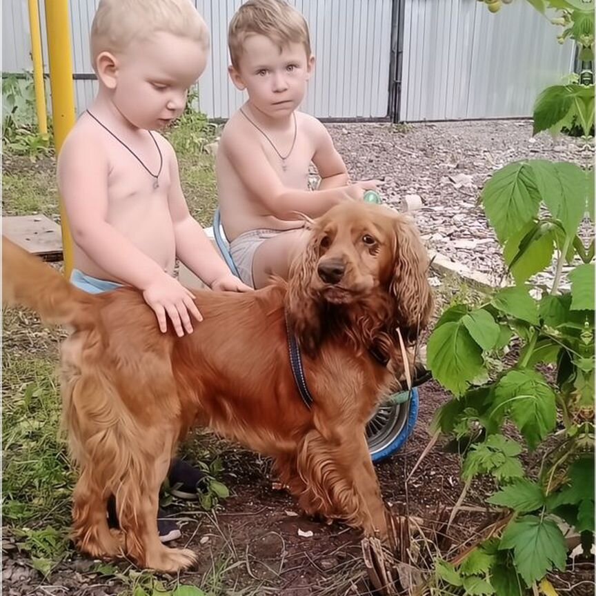 Американский кокер-спаниель, взрослый пёс