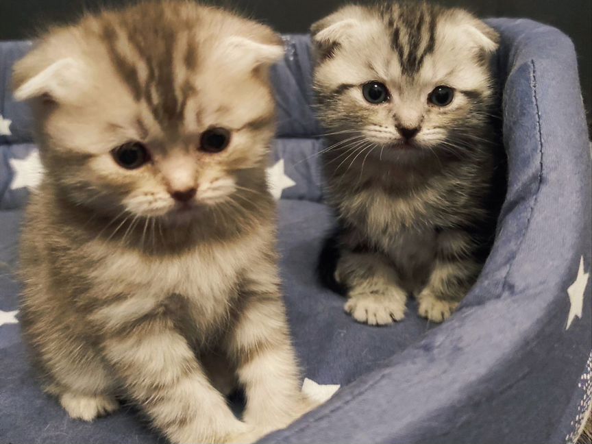 Шотландские котята