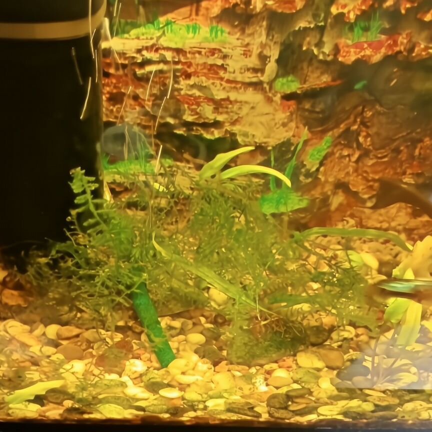 Мох для аквариума