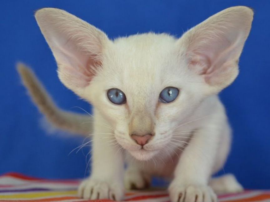 Ориентальные малышки